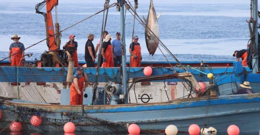 Barbate: Boat Tour to the Almadraba of Conil (Tuna Fishing) - Why This Tour Offers Real Value