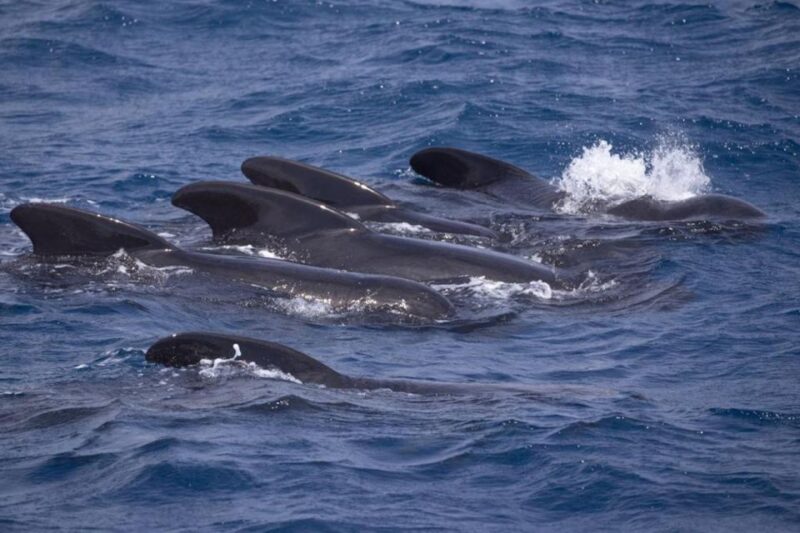 Barbate: Dolphin and Whale Watching in Cape Trafalgar - What to Expect on the Tour