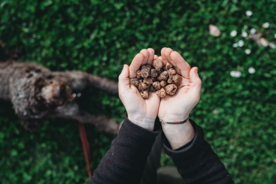 Barberino Tavarnelle: Truffle Hunt Tour with Lunch or Dinner - Authenticity and Cultural Significance