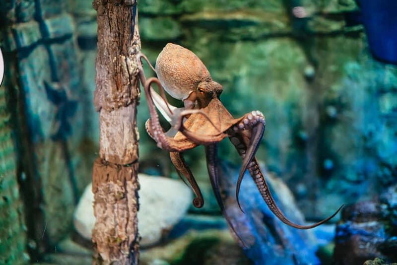 Barcelona Aquarium: Entry Ticket - Why You’ll Love Visiting the Barcelona Aquarium