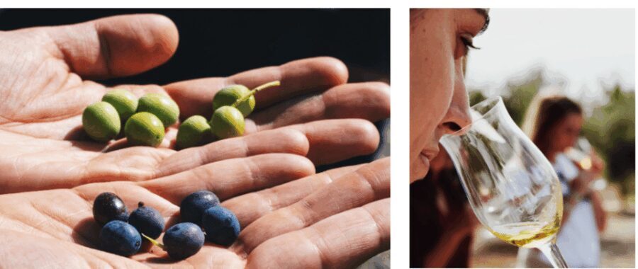 Barcelona: Olive Oil Tasting with Tapas and Cava - Who Should Consider This Tour?