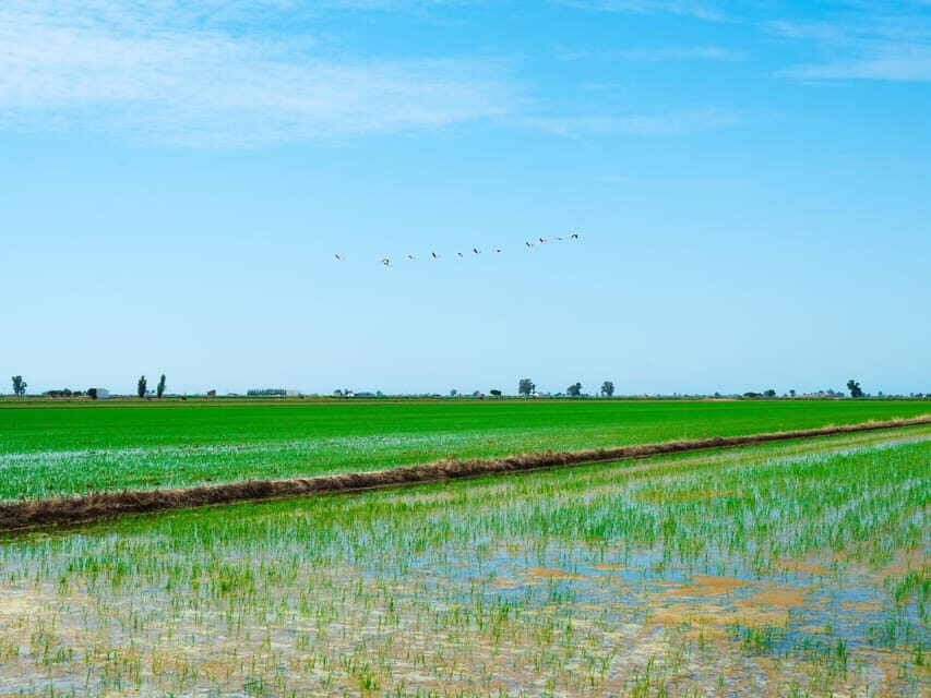 Barcelona: Tuna Baths in the Ebro Delta Route and Olive Tree Tour - Practical Details & What You Should Know