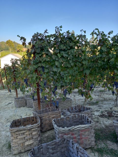 Barolo Langhe Wine Tour - What to Expect from the Tour