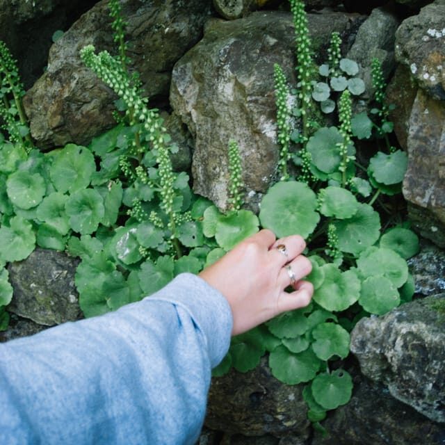 Beginner Foraging Walk: Wild food walking tour & tasters - The Bottom Line: Who Will Appreciate This Tour?