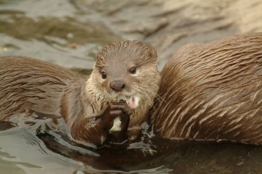 Benalmádena: Sea Life Benalmádena Premium Entry Ticket - Who Will Enjoy This Experience?