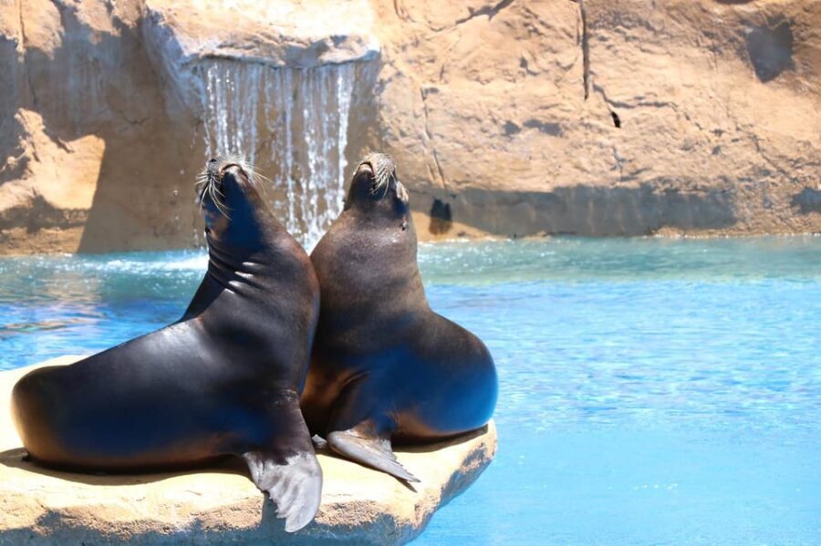 Benalmadena: Selwo Marina Admission Ticket - What Makes Selwo Marina Stand Out