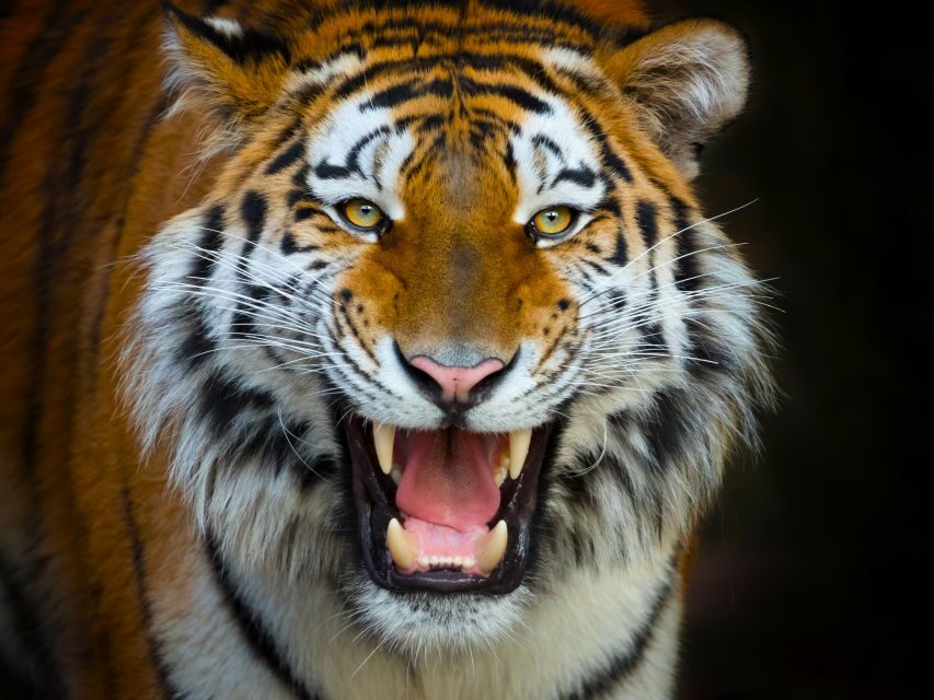Benidorm: Terra Natura Theme Park 1-Day Tickets - Shows, Exhibitions, and Interactive Activities