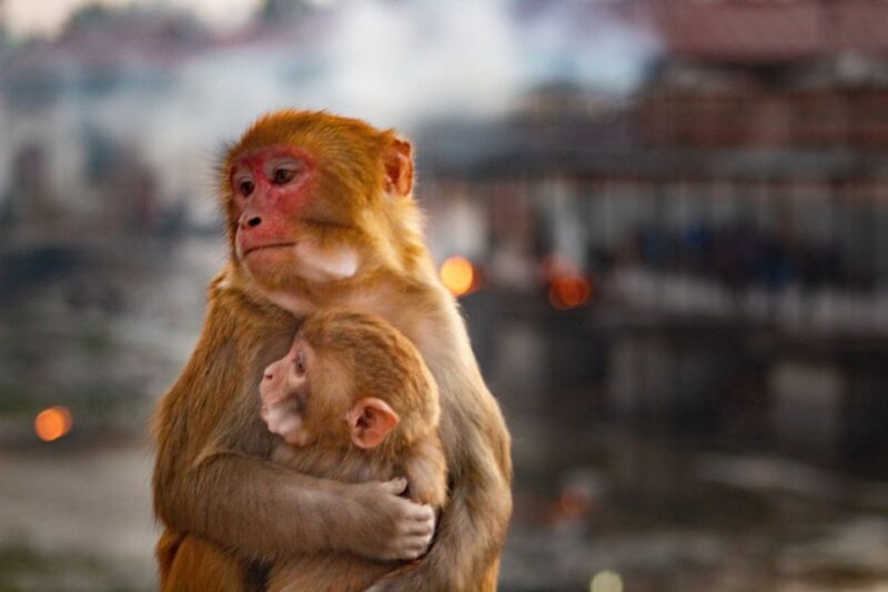 Bhaktapur, Kathmandu Patan culture Heritage sightseeing tour - Key Points
