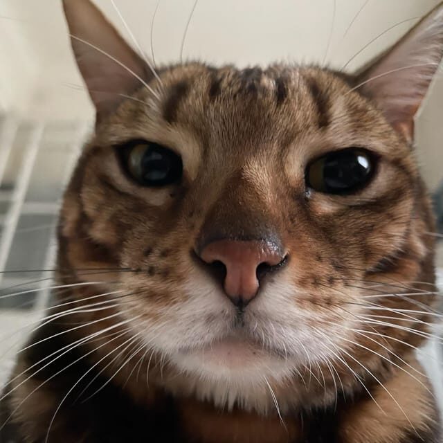 Bilbao: 30-Minute Entry Ticket to a Cat Café - Who Will Love This Experience?