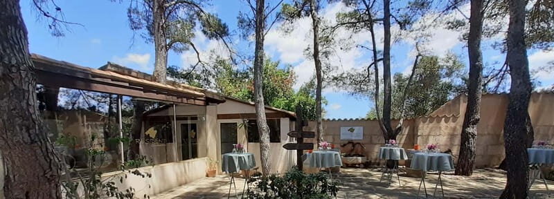 Binissalem: Individual vineyard tour and wine tasting in German - Practical Details