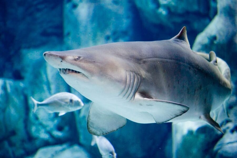 Bioparc Aquarium of Gijon Entry Ticket - Who Should Visit?