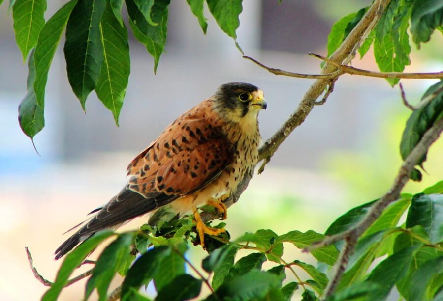 Bird Watching The Raptors - FAQ: Your Questions Answered