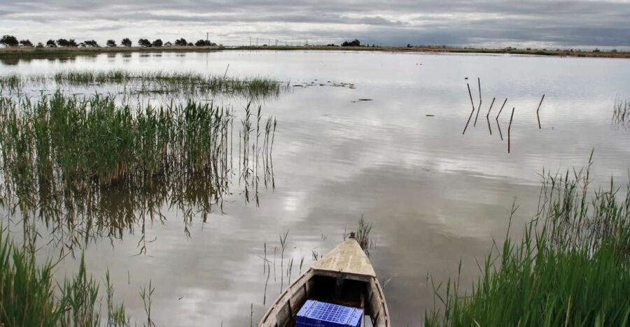 Birdwatching in the Ebro Delta - Final Thoughts: Who Is This Tour Best For?