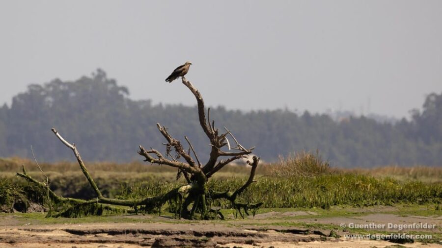 Birdwatching Solar Boat Tour Aveiro Lagon - What to Expect on the Tour