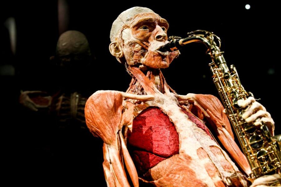 Body Worlds Amsterdam: The Happiness Project Ticket - Practical Details and Value