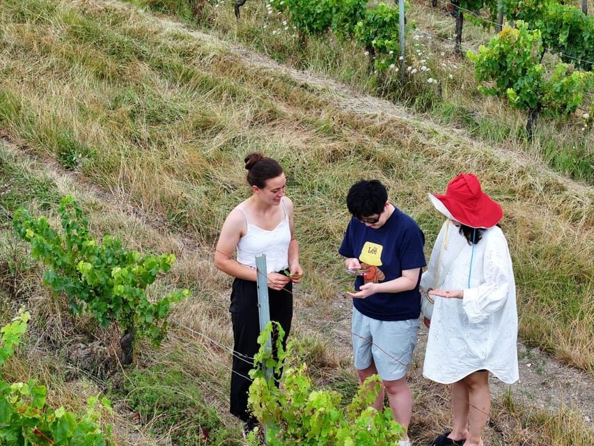 Bordeaux: Explore an Organic Family Vineyard with Tasting - The Value Proposition