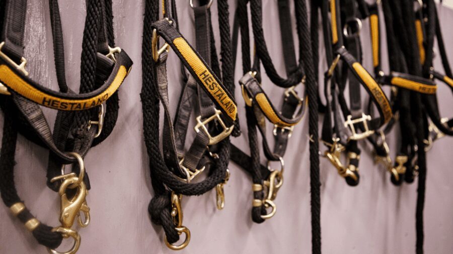 Borgarnes: Horseback Riding Tour with Prep Lesson - Final Thoughts