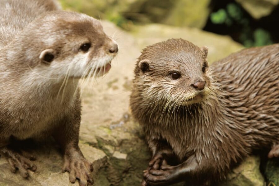 Bournemouth Oceanarium Ticket - Frequently Asked Questions