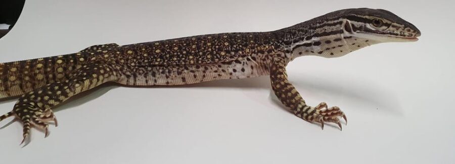 Bristol: Lizard Experience with Lunch - Why this Tour Works Well for Certain Travelers