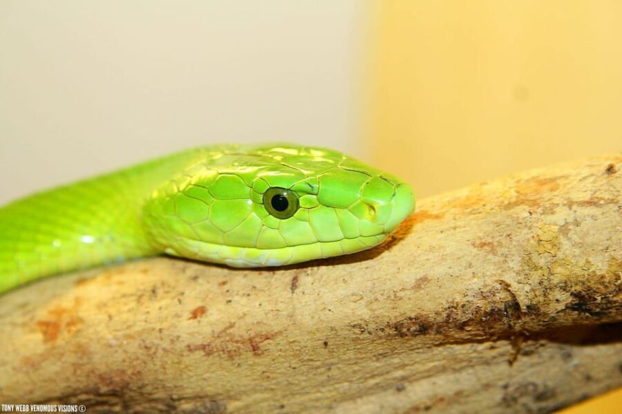 Bristol: Venomous Snake Tour w/ Guide & Croc Photo - The Itinerary in Detail