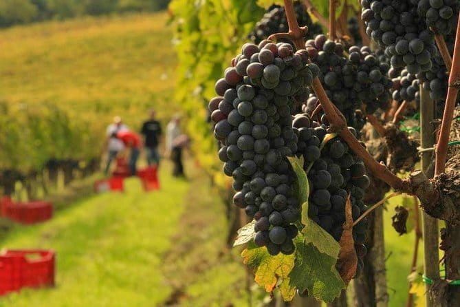 Brunello and Nobile, Wine Lover Tour Montalcino and Montepulciano - Key Points