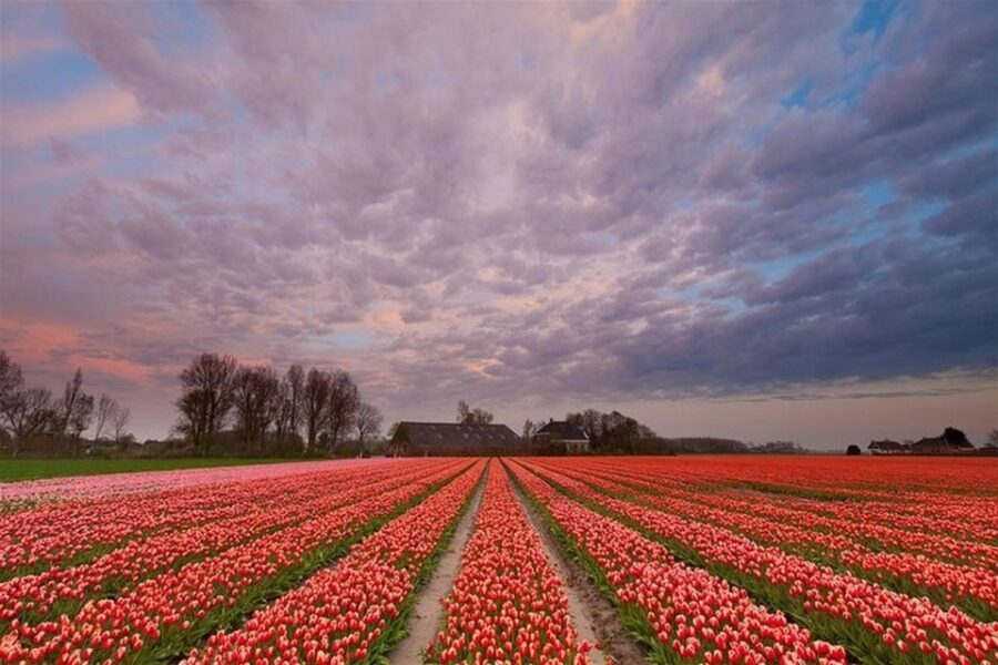 Brussels: Keukenhof, Tulips, and Delft Day Trip - Transportation and Group Size