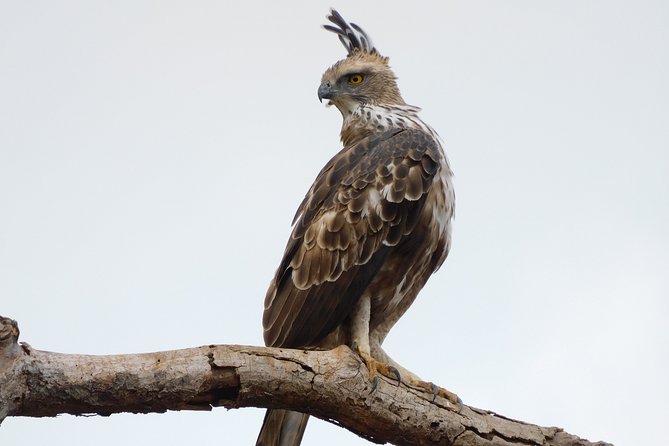 Bundala National Park Safari (PRIVATE TOURS)- Morning & Afternoon - An Introduction to Bundala National Park Safari