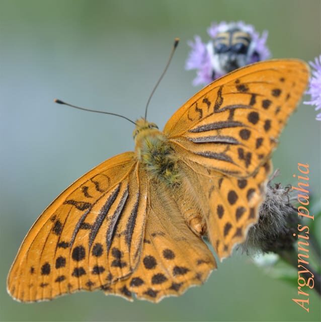 BUTTERFLIES - WATCHING - The Highlights: What Youll Love