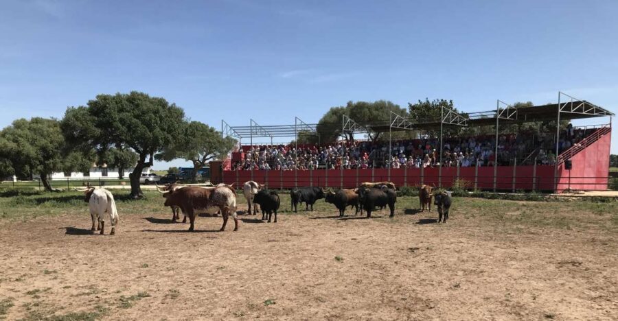 Cadiz: Andalusian Horses and Bulls Country Show - The Itinerary – What to Expect