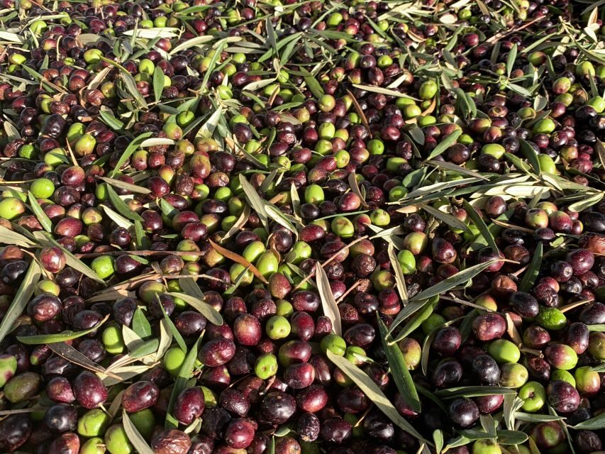 Cadiz: Countryside Finca Ecological Wine Tasting - The Experience’s Highlights