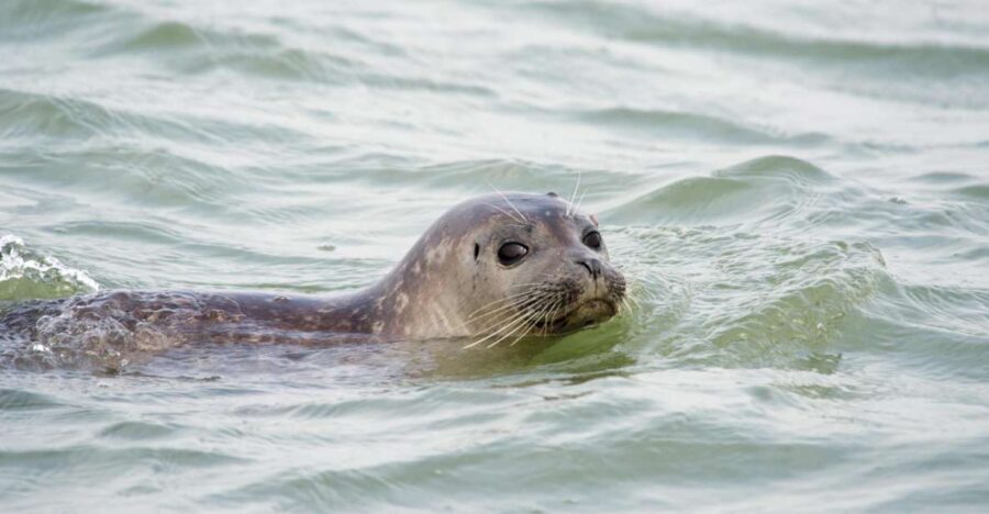 Cadzand: Seal Discovery Boat Tour with Glass of Champagne - Who Should Consider This Tour?