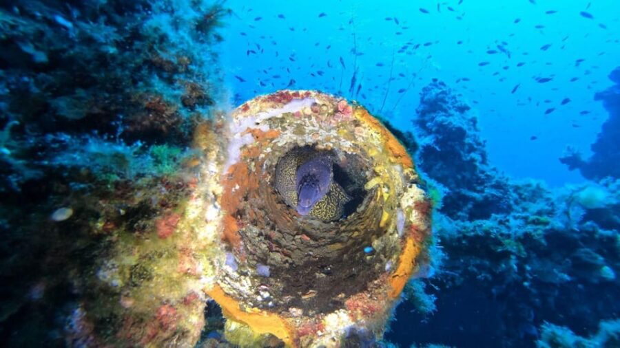 Cagliari: Discover scuba diving for Beginners - What Makes This Experience Special?