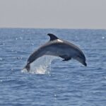 Cagliari Shore Excursion: Sulcis Boat Experience - The Scenic Highlights & Natural Wonders