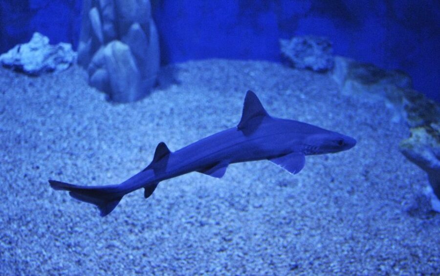 Cala Gonone: Cala Gonone Aquarium Entry Ticket - Who Will Enjoy This Aquarium?