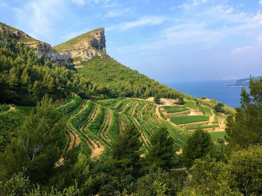 Calanques Of Cassis, the Village and Wine Tasting - Who Will Love This Tour?