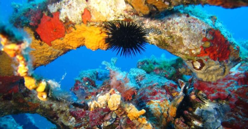 Calvi: PE40 Certificate Diving Lesson with Instructor - Key Points