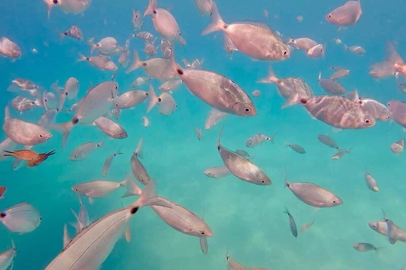 Can Picafort: Private Boattrip - Snorkeling-Beach- Caves - Why Choose This Tour?