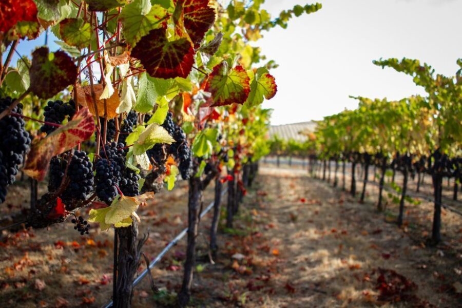 Cappadocia Vineyards Private Tour and Wine Tasting - Authentic Experiences & What Travelers Are Saying