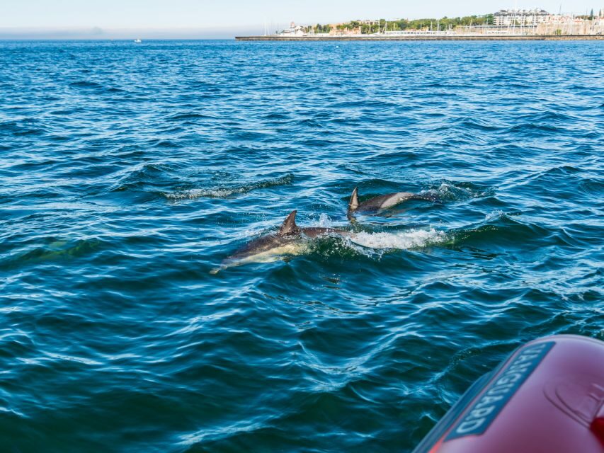 Cascais: Dolphin Watching Tour - The Practical Side: Logistics and Value