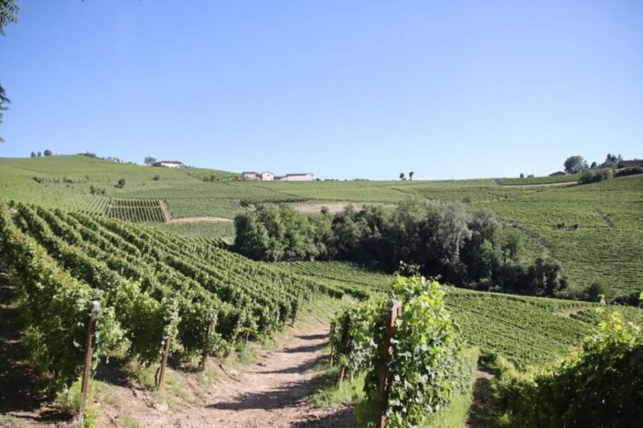 Castagnole delle Lanze: Saffron Walking Tour w/ Wine & Food - Who Will Love This Tour?