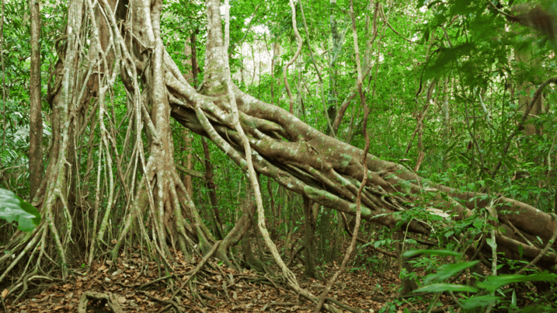 Cat Tien National Park with Crocodile Lake - Key Points