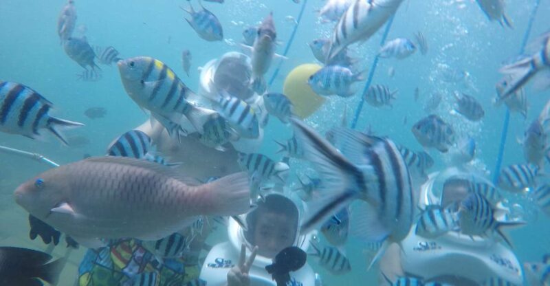 Cham Island: Underwater Walking & Snorkeling Tour - Key Points