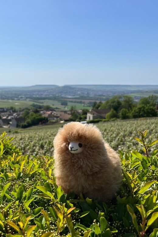 Champagne Private Day Trip: Epernay & Reims 9 glasses - What Travelers Say
