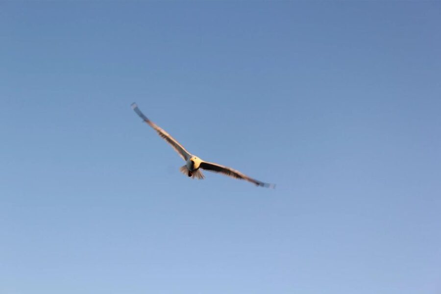 Chania Pink Sand Beaches Private Tour: Elafonisi & Falasarna - The Experience Providers & Booking Info