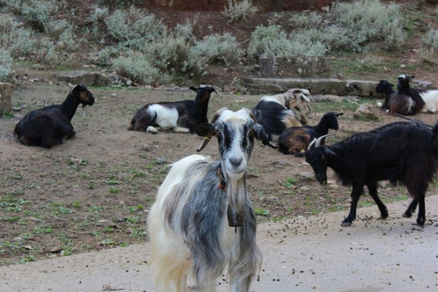 Chania White Mountains Private Tour: From Sea to Summit - What Makes This Tour Stand Out?