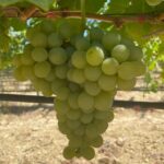 Chania:Olive and Wine 3-hour Trip - Key Points