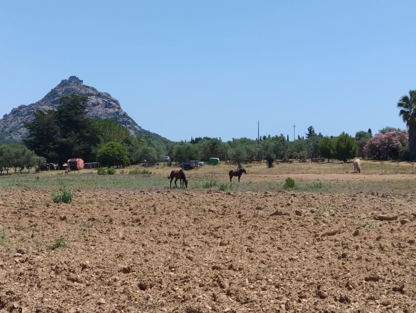 Cheese Making and Tasting Tour from Cagliari with Lunch - Who Should Consider This Tour?