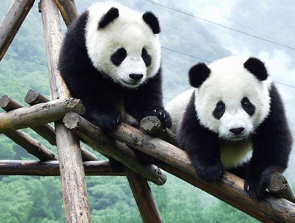 Chengdu Panda Research Base Tickets And Optional Private Tour - Key Points