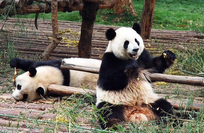 Chengdu Private Day Tour: Du jiang yan Panda Base and Qingcheng Mountain - Exploring Chengdu’s Best: A Detailed Look at the Private Day Tour to Dujiangyan Panda Base and Qingcheng Mountain