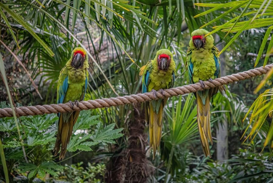 Chester: Chester Zoo Entry Ticket - What Makes Chester Zoo Special?